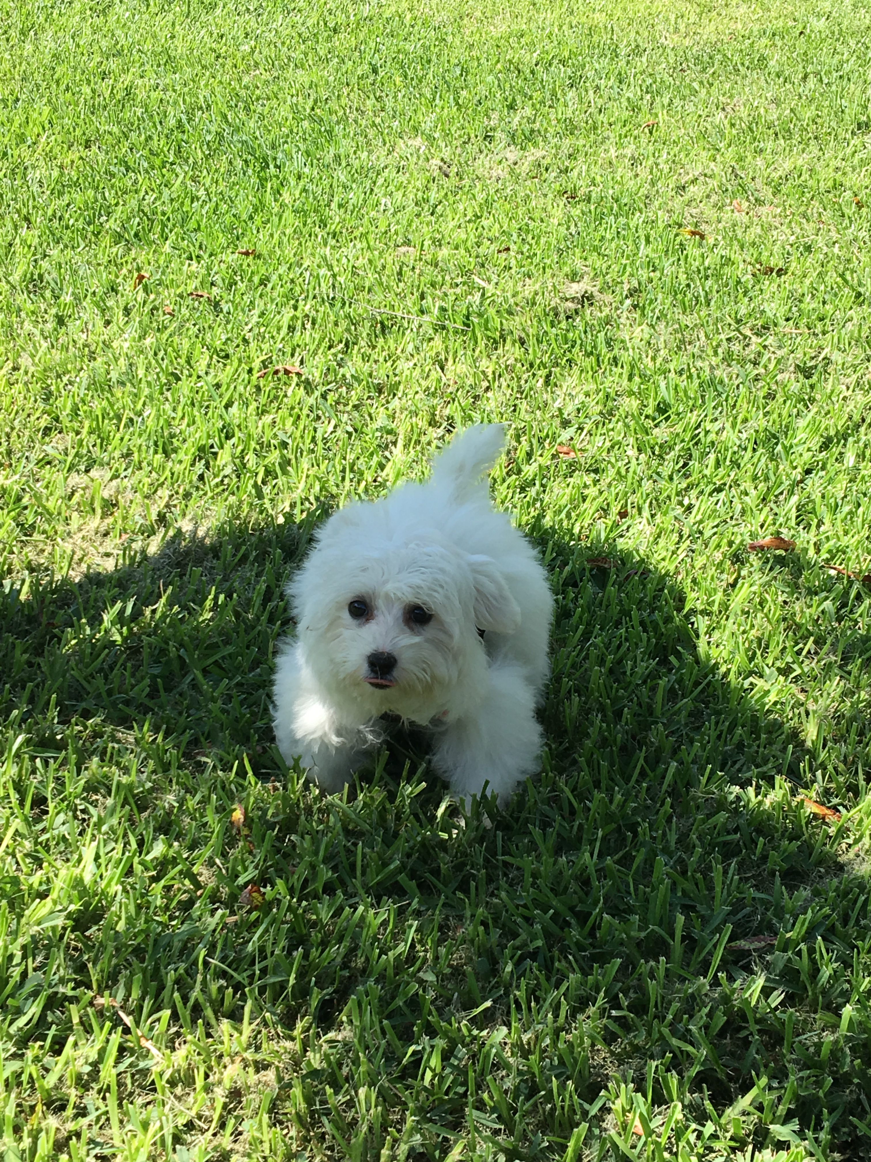 Announcing Macy Margene Braddock, our new mascot! - Shreveport ...